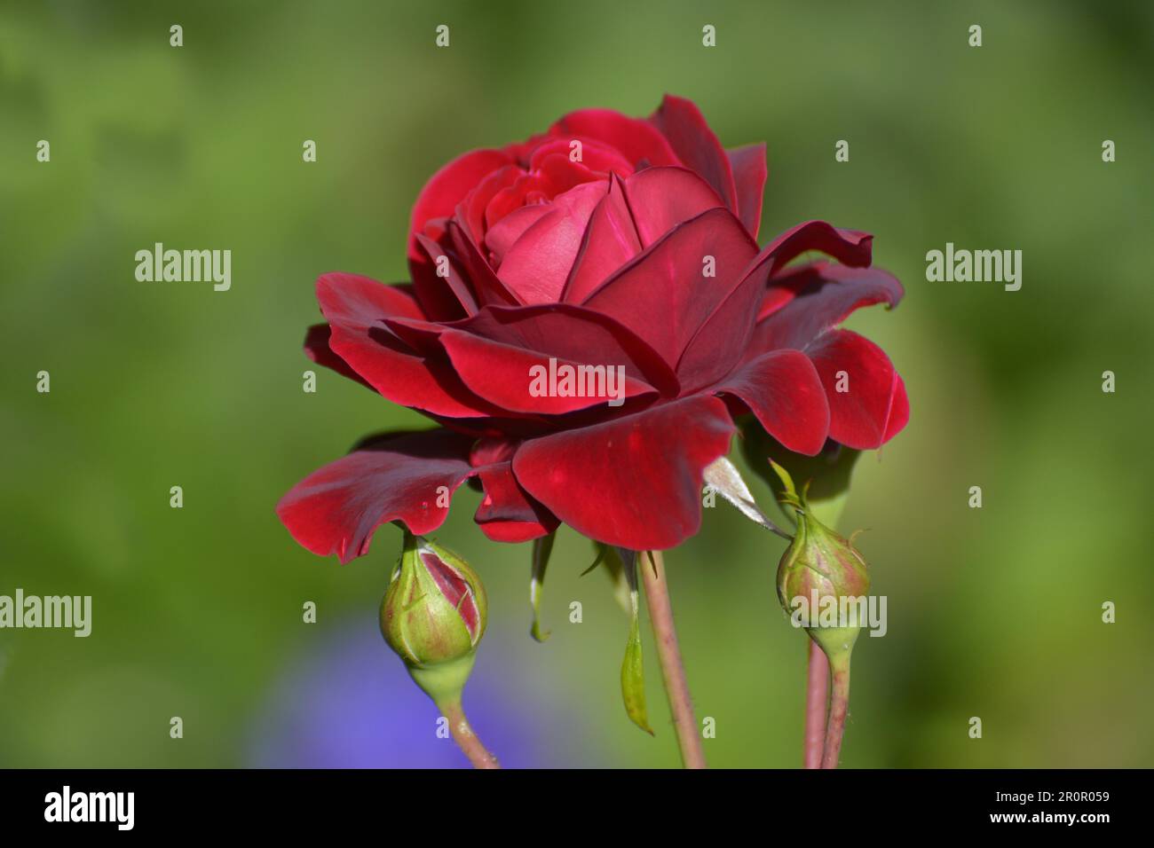 Red shrub, rose flowering in the garden, single flowering Stock Photo ...