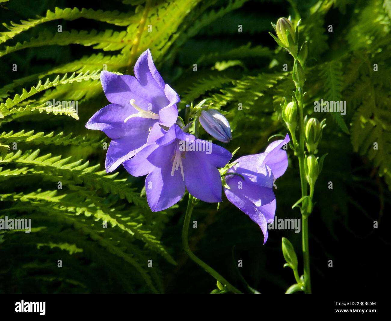 Bluebells (Campanula) flowering in the garden with fern latifolia Stock ...