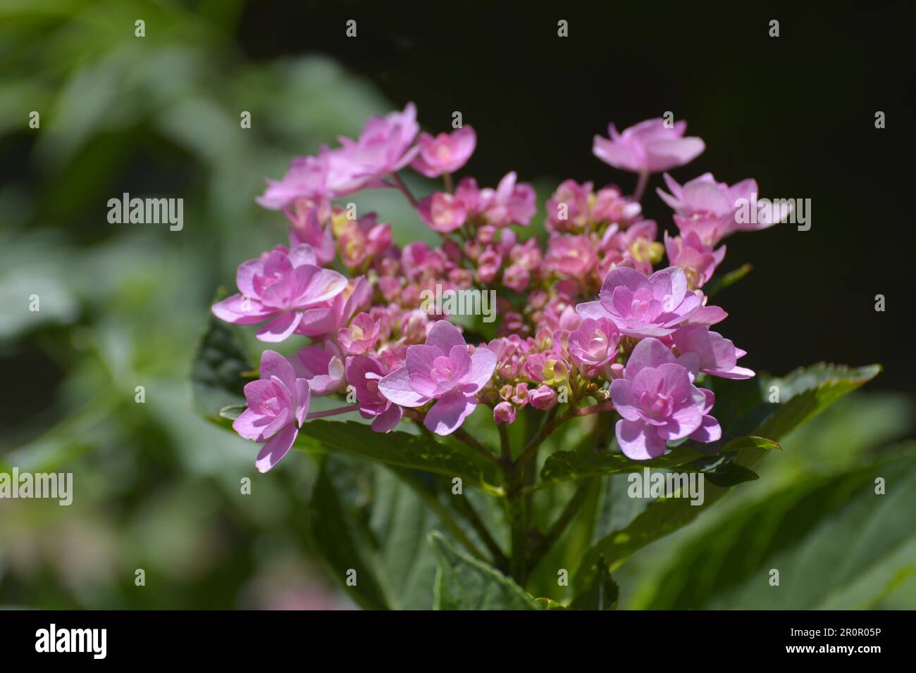 Hydrangeas flowering in the garden Stock Photo - Alamy