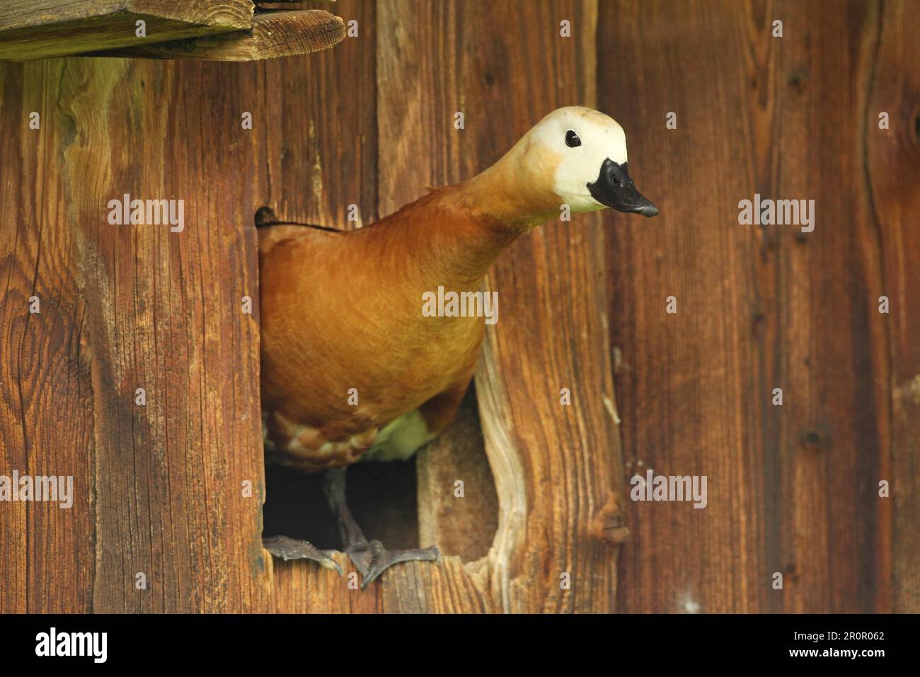 Ruddy Shelduck (Tadorna ferruginea) Female securing at the brood box ...