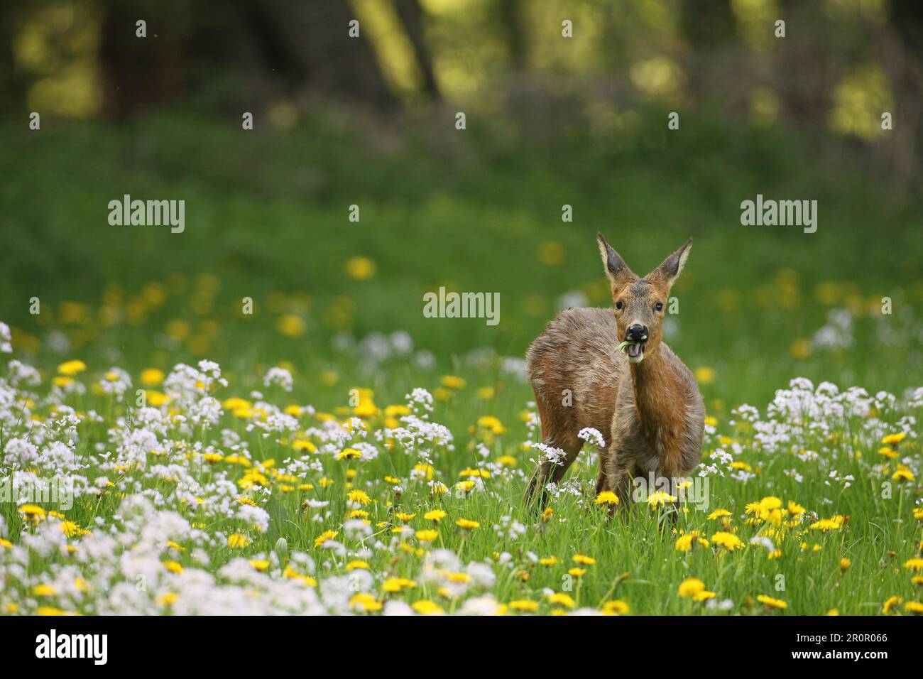 European roe deer (Capreolus capreolus) feeding in the meadow between ...