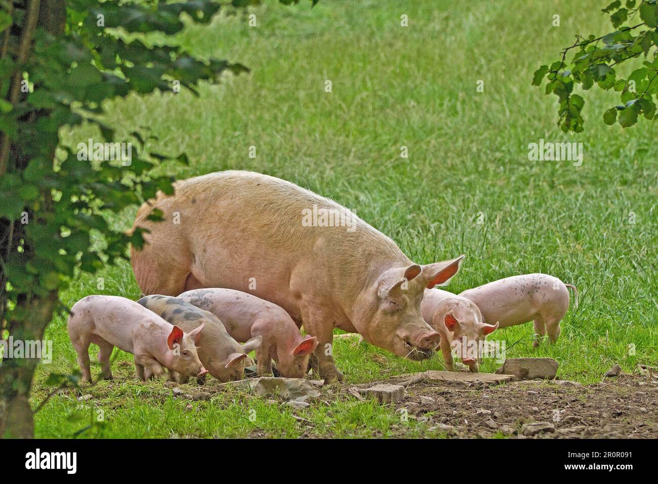 Domestic pig (Sus scrofa domesticus) with piglets Stock Photo - Alamy