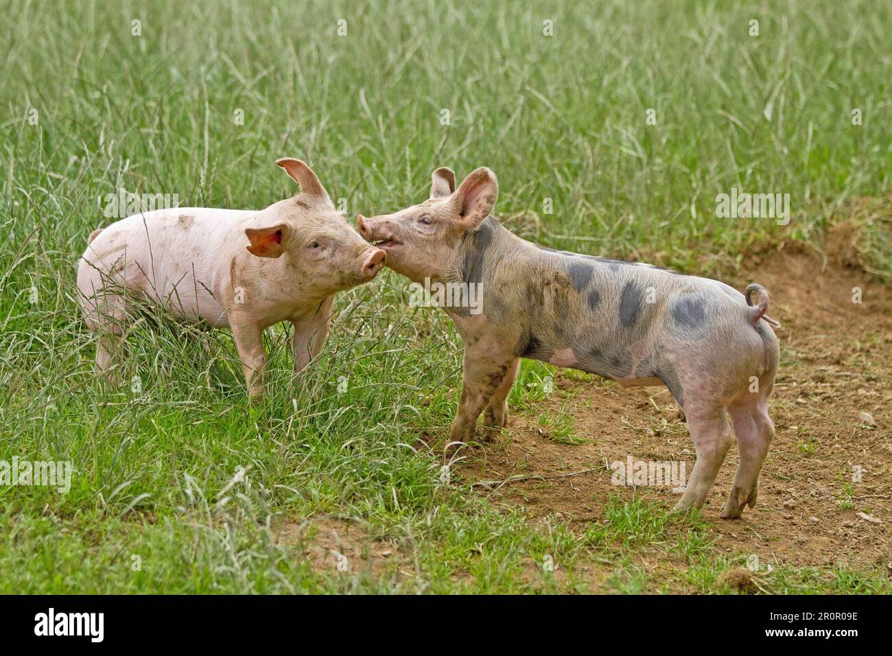 Domestic pig (Sus scrofa domesticus Stock Photo - Alamy