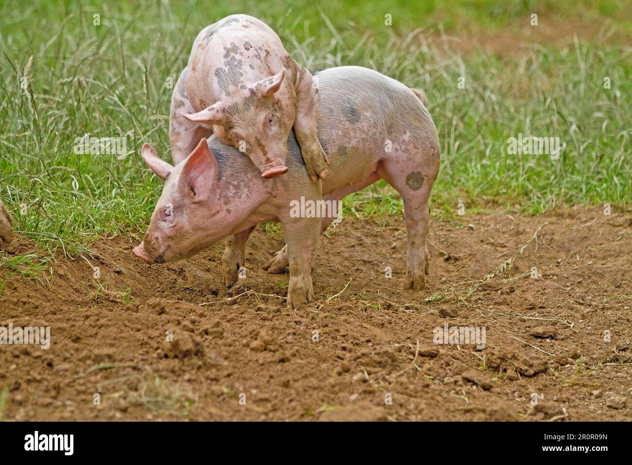Domestic pig (Sus scrofa domesticus Stock Photo - Alamy
