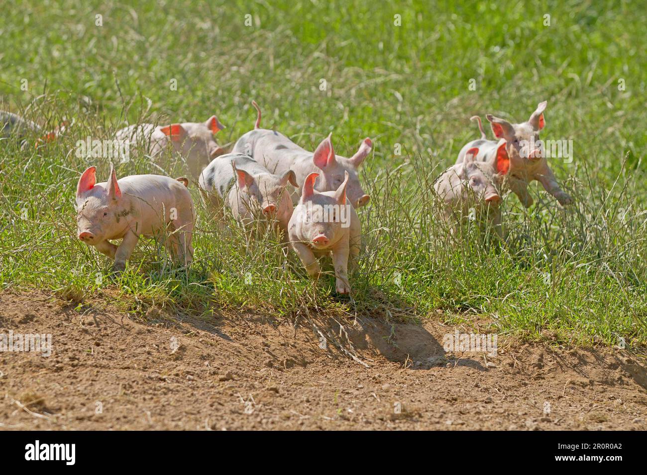 Pig piglet running hi-res stock photography and images - Alamy