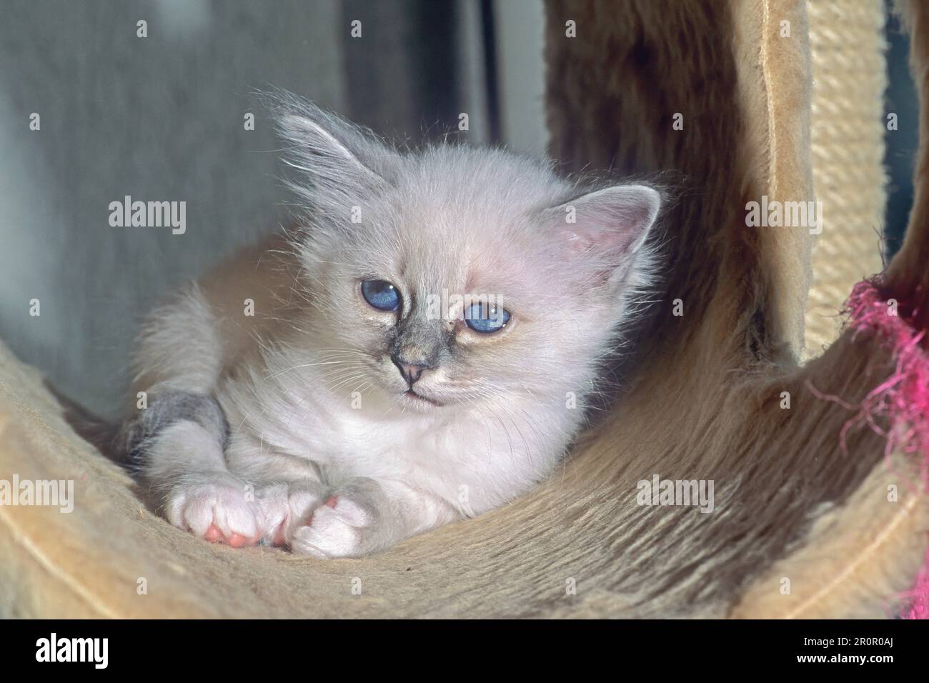 Birman felidae (Felis catus), lying in scratching post Stock Photo - Alamy
