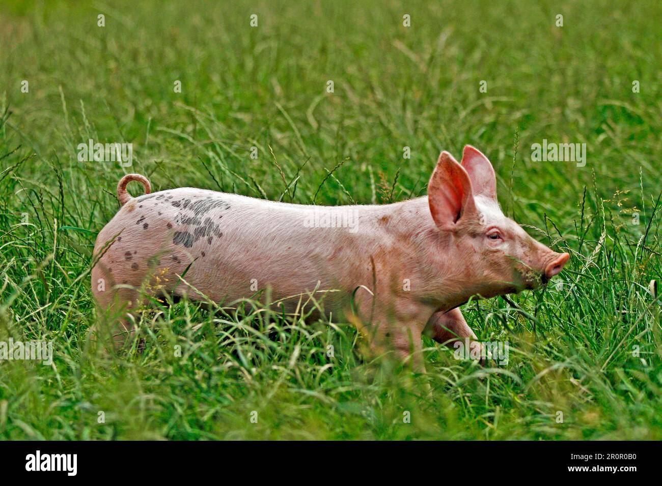 Domestic pig (Sus scrofa domesticus Stock Photo - Alamy