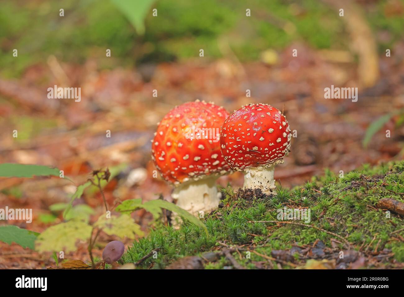 Fly agaric (Amanita muscaria Stock Photo - Alamy