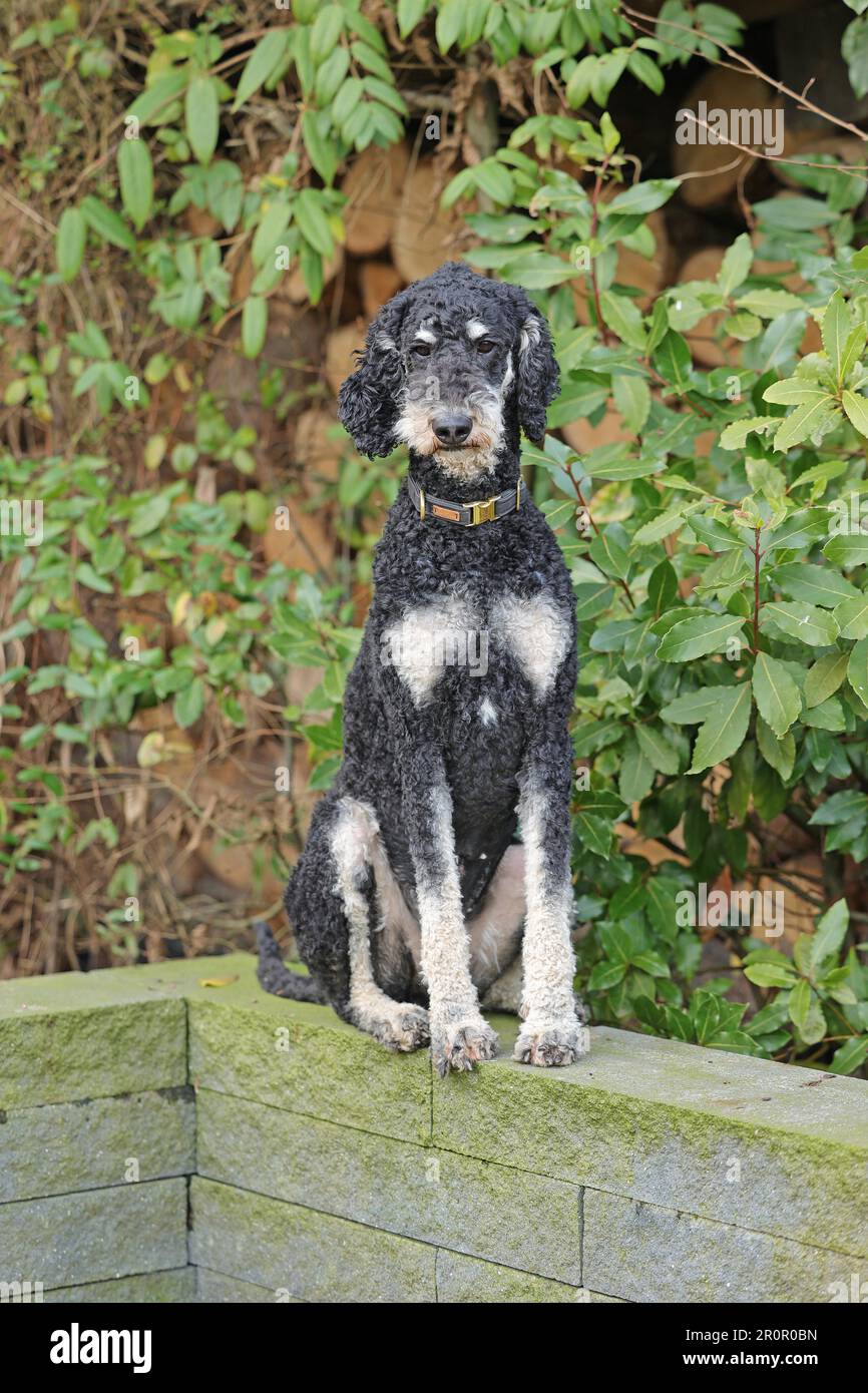 King poodle (Canis lupus familiaris Stock Photo - Alamy