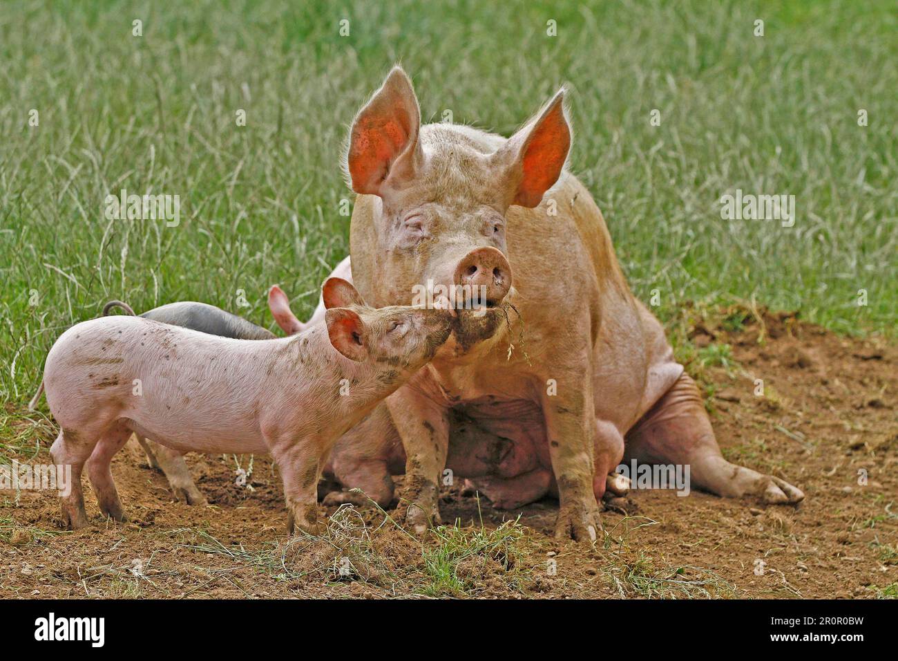Domestic pig (Sus scrofa domesticus) with piglets Stock Photo - Alamy