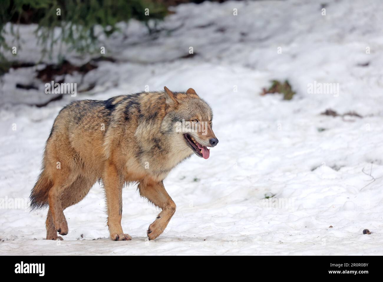 European gray wolf (Canis lupus), running in the snow, National Park ...