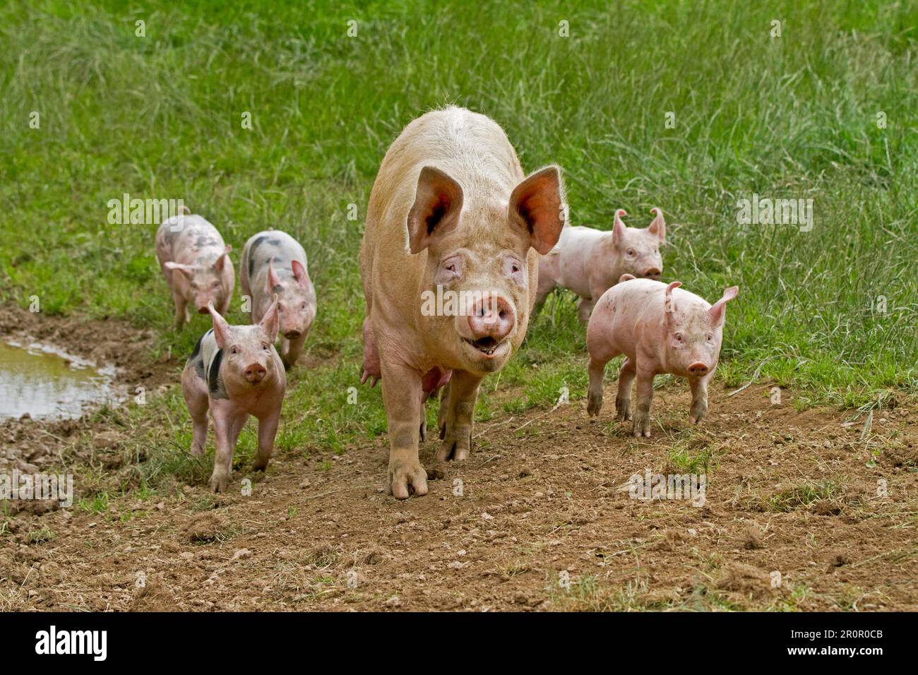 Domestic pig (Sus scrofa domesticus) with piglets Stock Photo - Alamy
