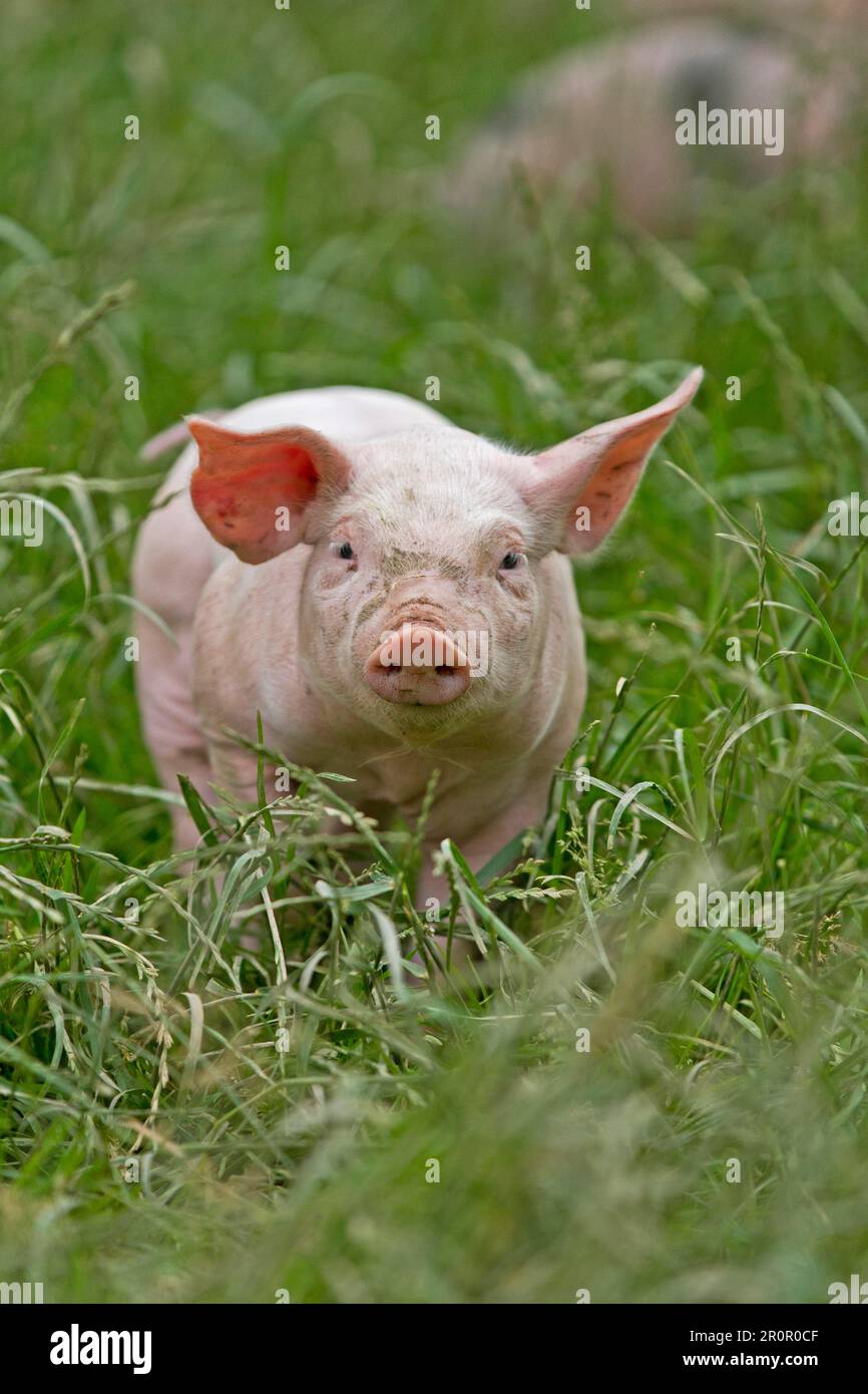 Domestic pig (Sus scrofa domesticus Stock Photo - Alamy