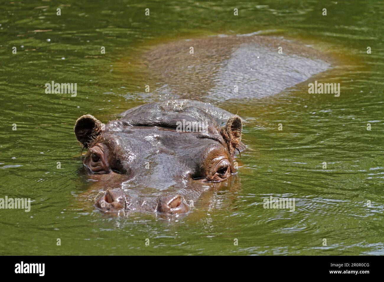 Hippopotamus (Hippopotamus amphibius), Captive Stock Photo - Alamy