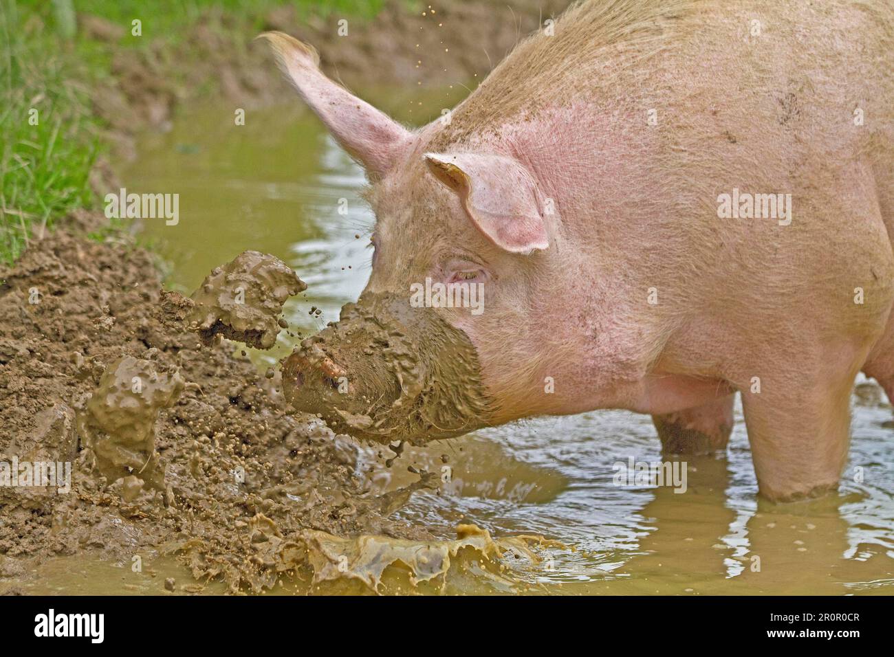 Domestic pig (Sus scrofa domesticus) in wallow Stock Photo - Alamy