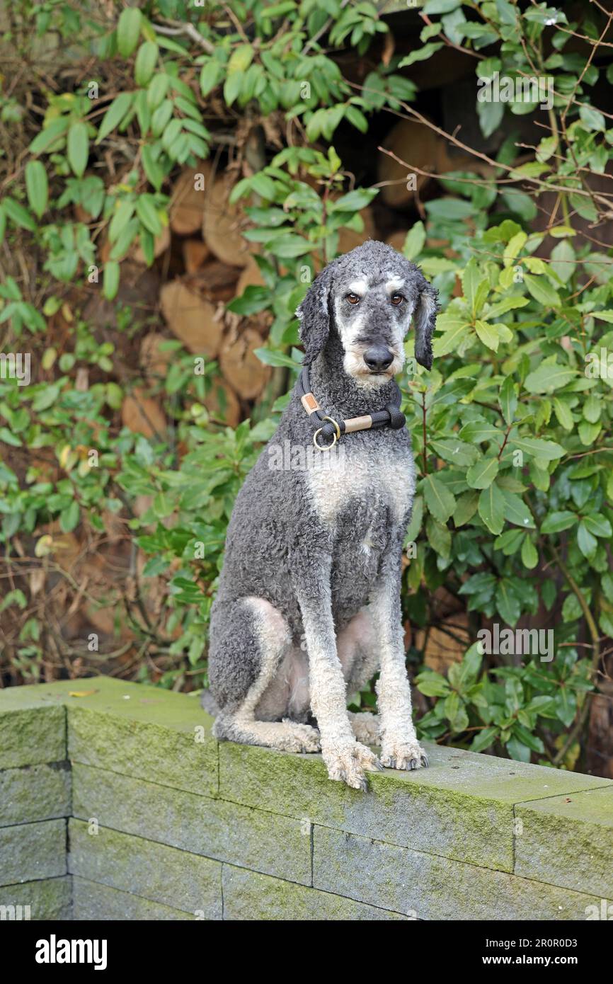 King poodle (Canis lupus familiaris Stock Photo - Alamy