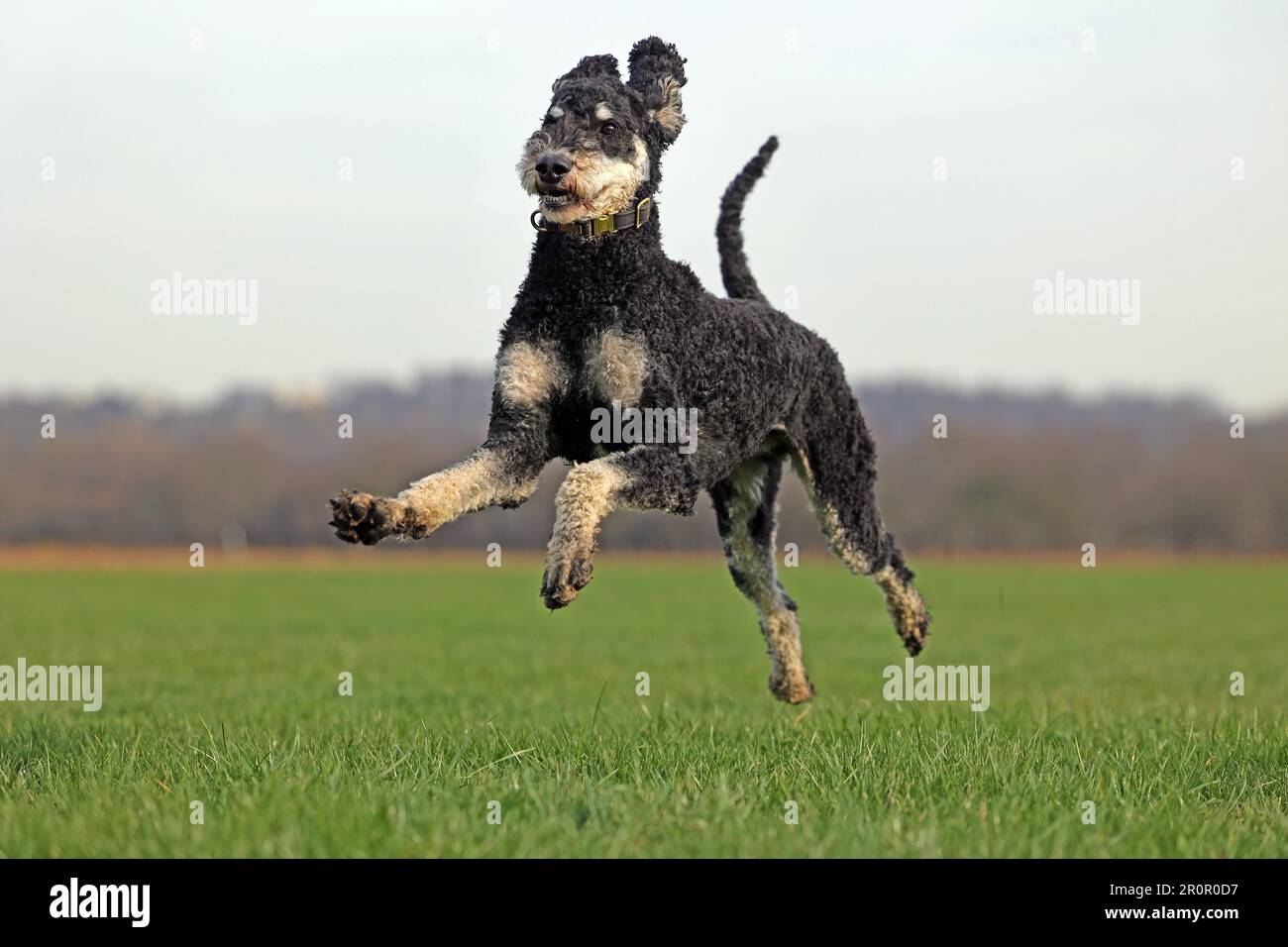 King poodle (Canis lupus familiaris Stock Photo - Alamy