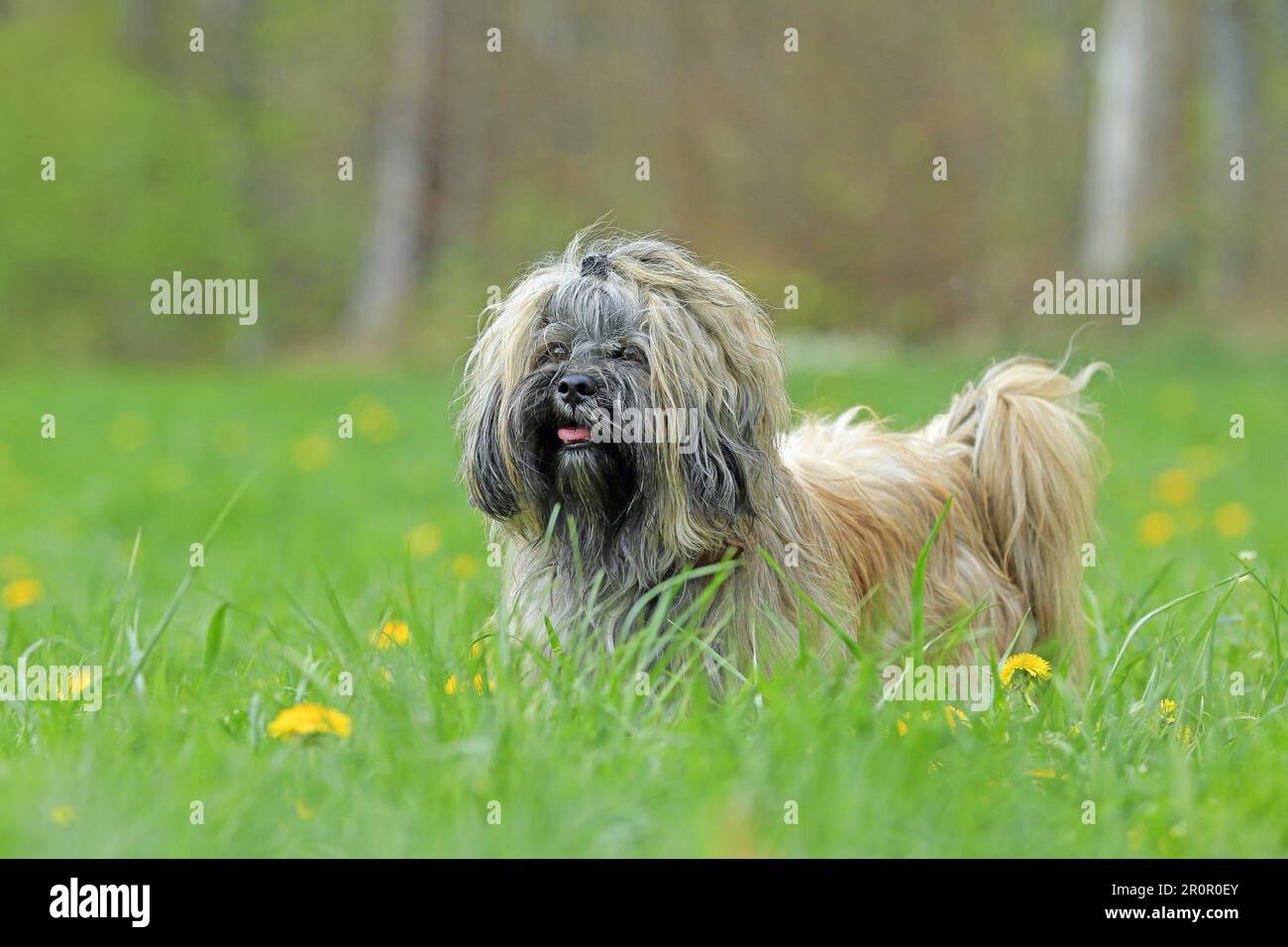 Lhasa apso dog pet hi-res stock photography and images - Alamy