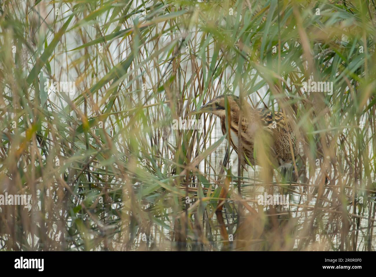 Great bittern (Botaurus stellaris) adult bird in a reedbed, Suffolk ...