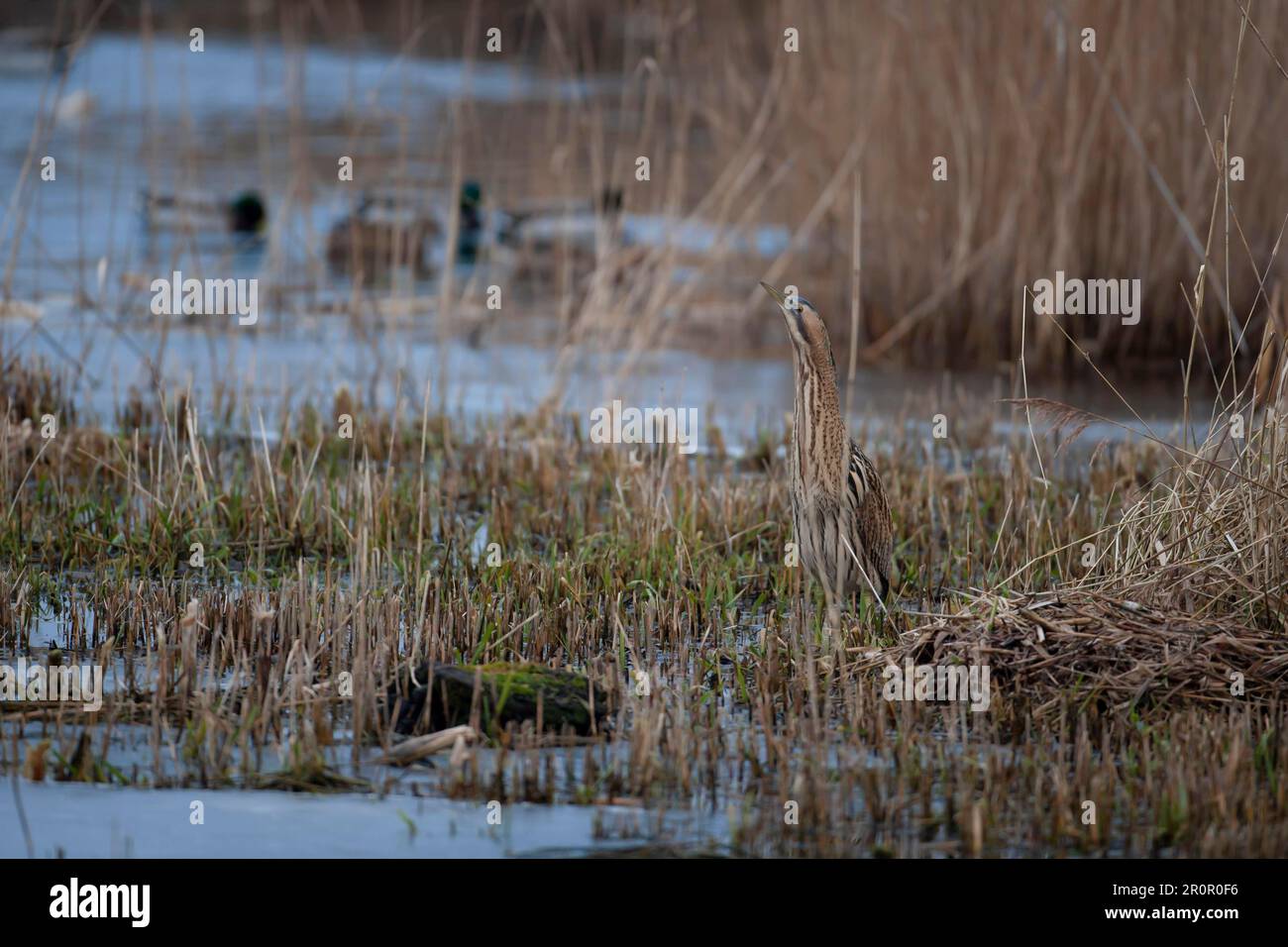Great bittern (Botaurus stellaris) adult bird on the edge of a reedbed ...