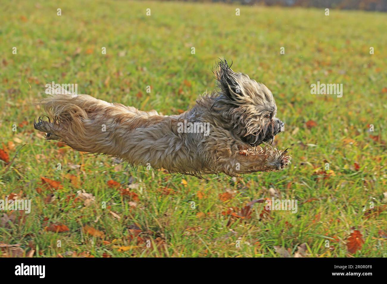Lhasa apso dog pet hi-res stock photography and images - Alamy
