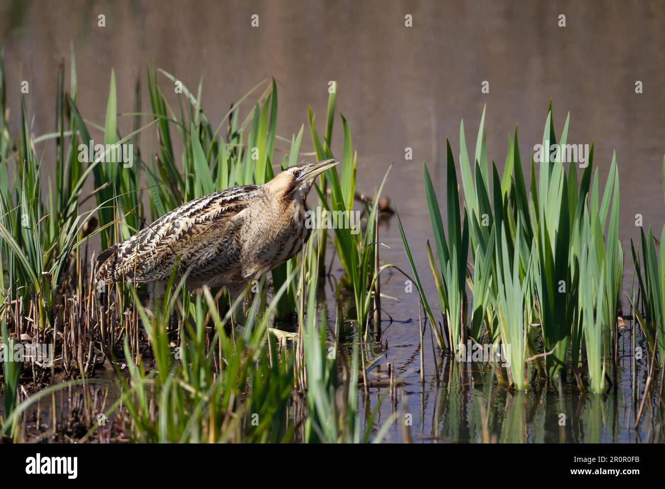 Lagoon bird hi-res stock photography and images - Alamy