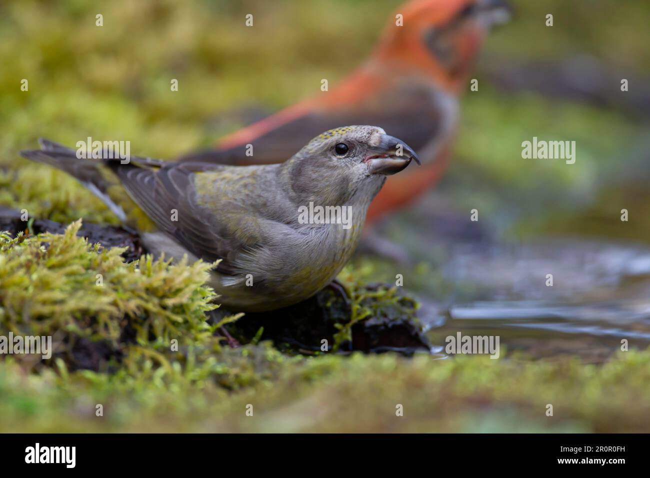 Common crossbill (Loxia curvirostra) adult female bird at a woodland ...