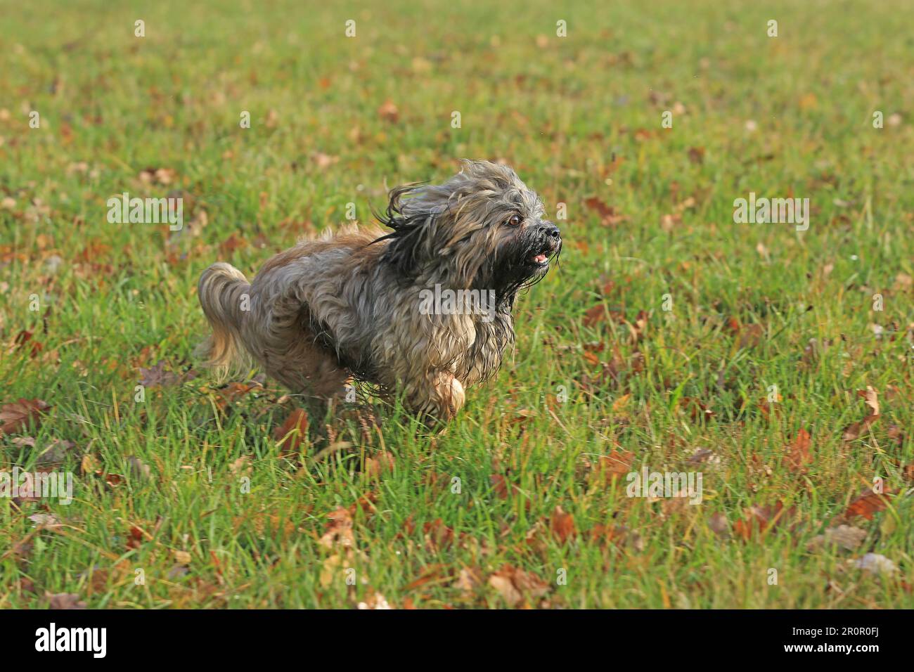 Lhasa apso dog pet hi-res stock photography and images - Alamy