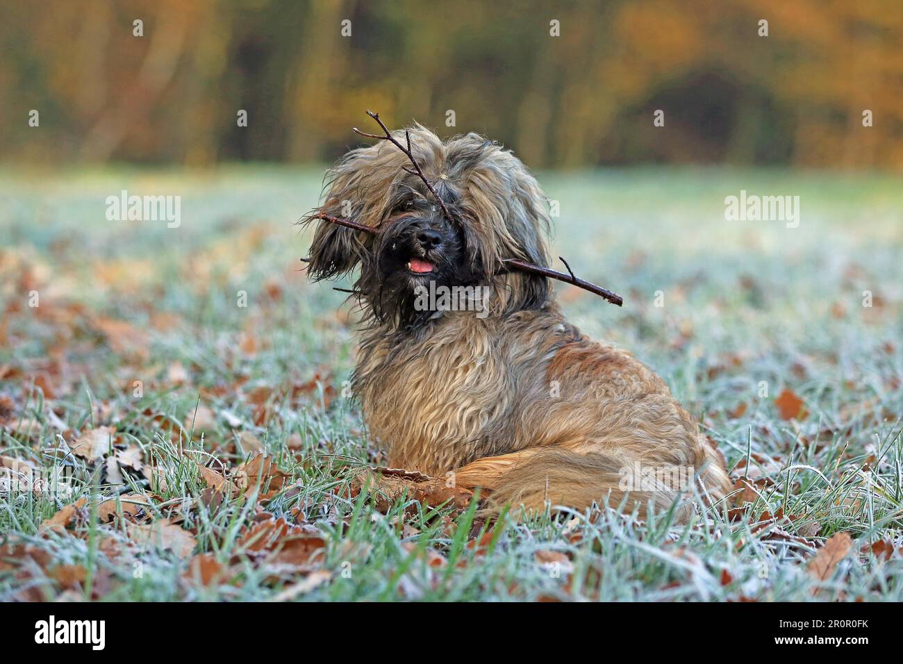 Lhasa apso dog pet hi-res stock photography and images - Alamy