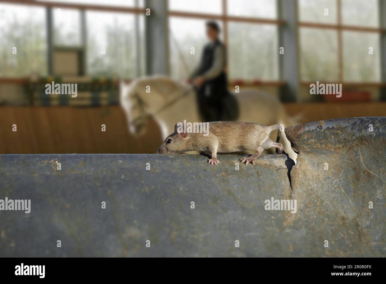 Riding the mouse hi-res stock photography and images - Alamy