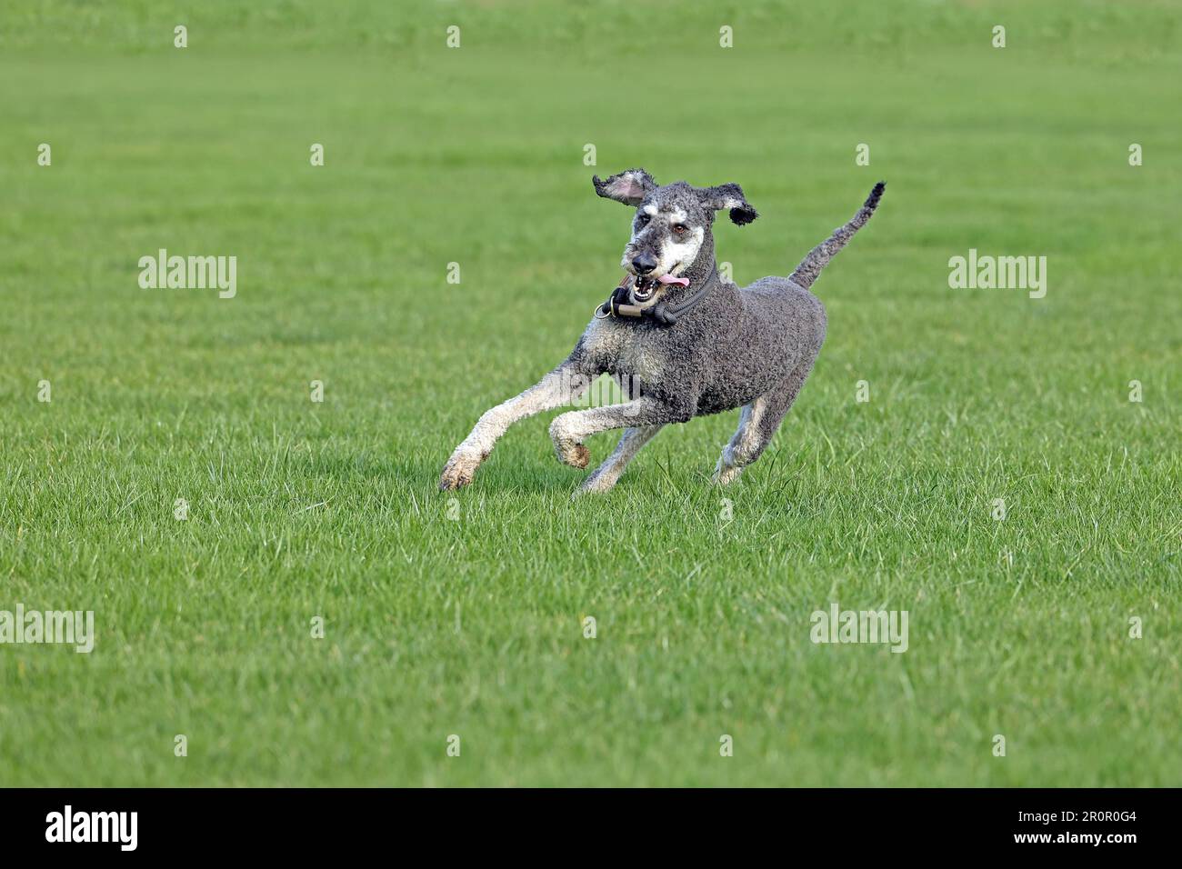 King poodle (Canis lupus familiaris Stock Photo - Alamy