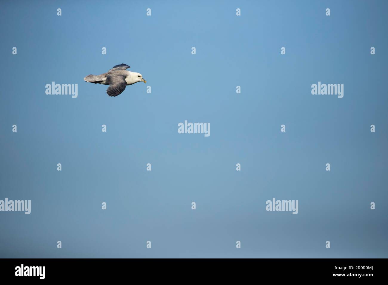 Northern Fulmar (Fulmarus glacialis) adult bird in flight, Yorkshire ...