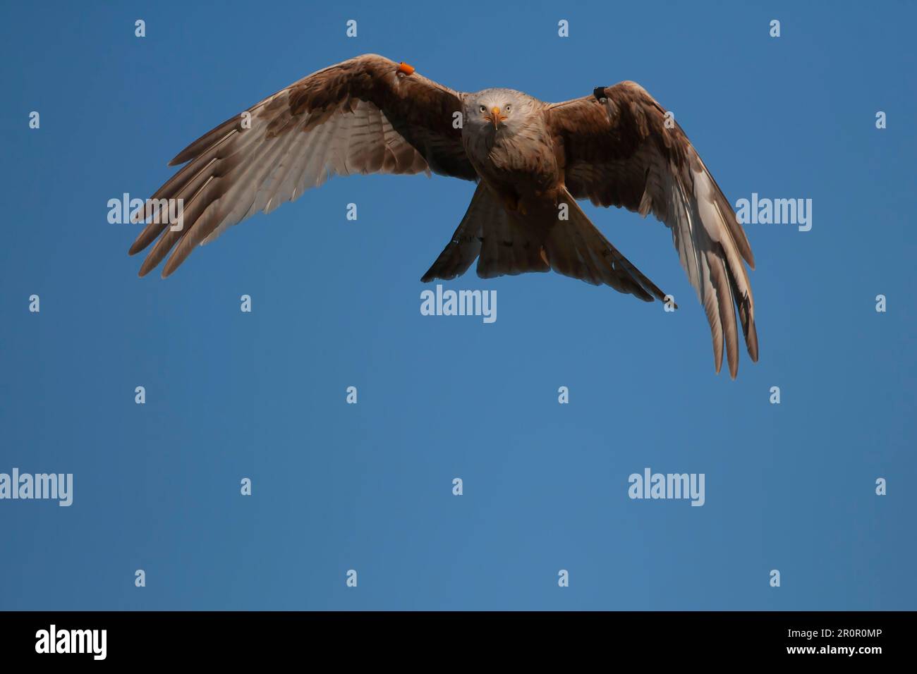 Leucistic bird of prey hi-res stock photography and images - Alamy