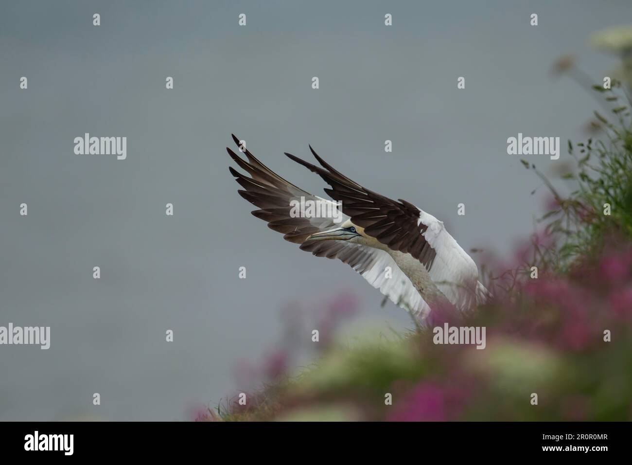 Northern gannet (Morus bassanus) adult bird stretching its wings ...