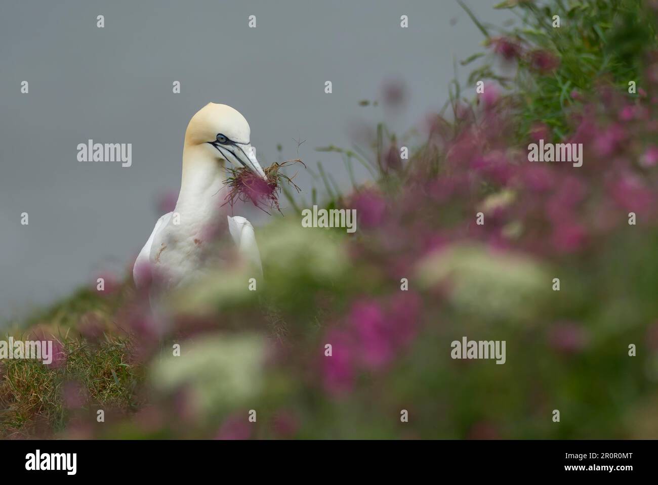 Northern gannet (Morus bassanus) adult bird collecting nesting material ...