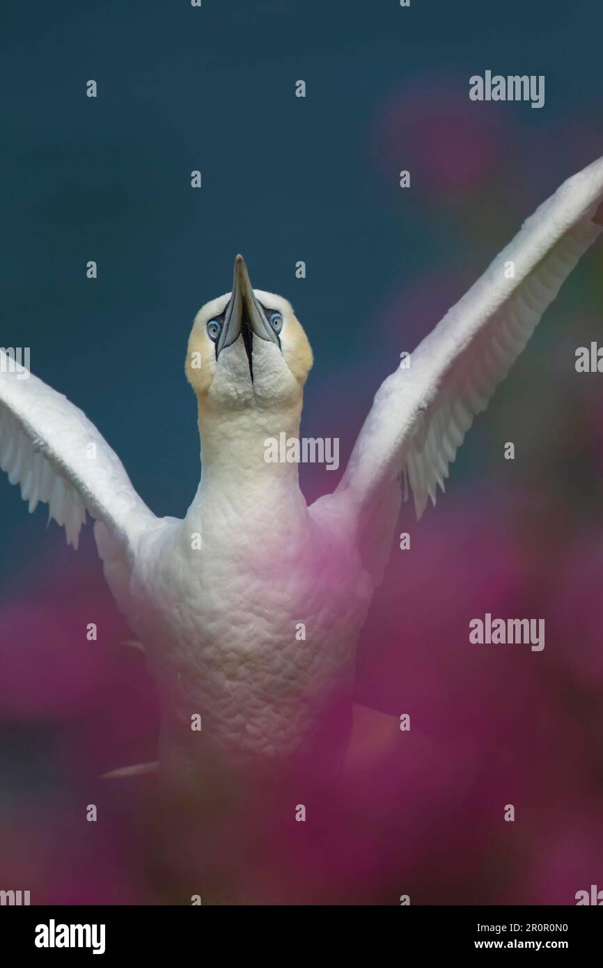 Northern gannet (Morus bassanus) adult bird stretching its wings ...