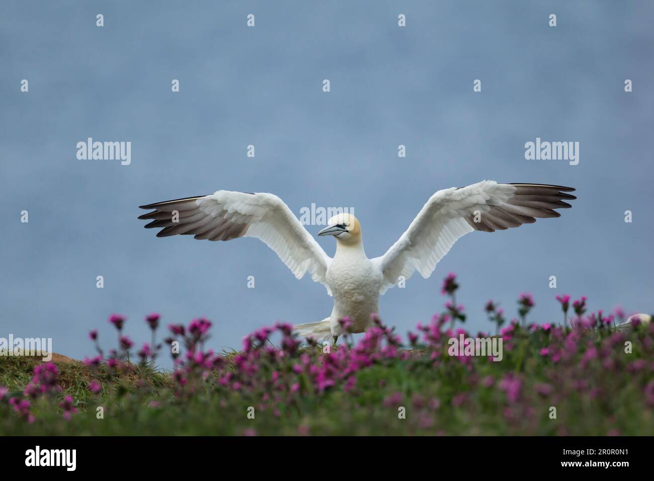 Northern gannet (Morus bassanus) adult bird stretching its wings on a ...