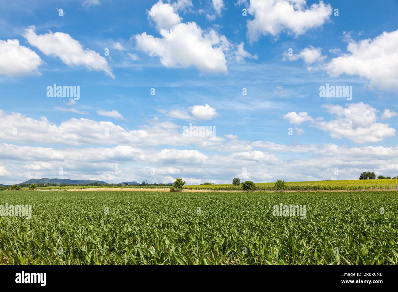 Early maize crop hi-res stock photography and images - Alamy