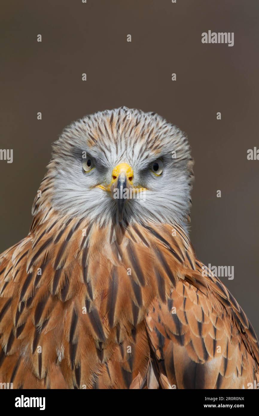 Red kite (Milvus milvus) adult bird head portrait, England, United ...