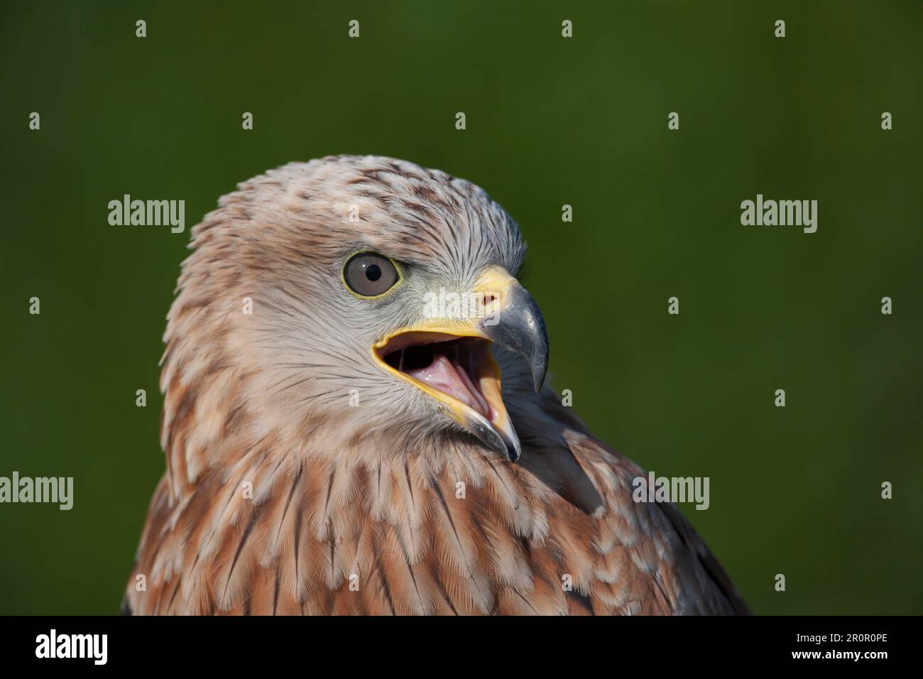 Red kite england hi-res stock photography and images - Alamy