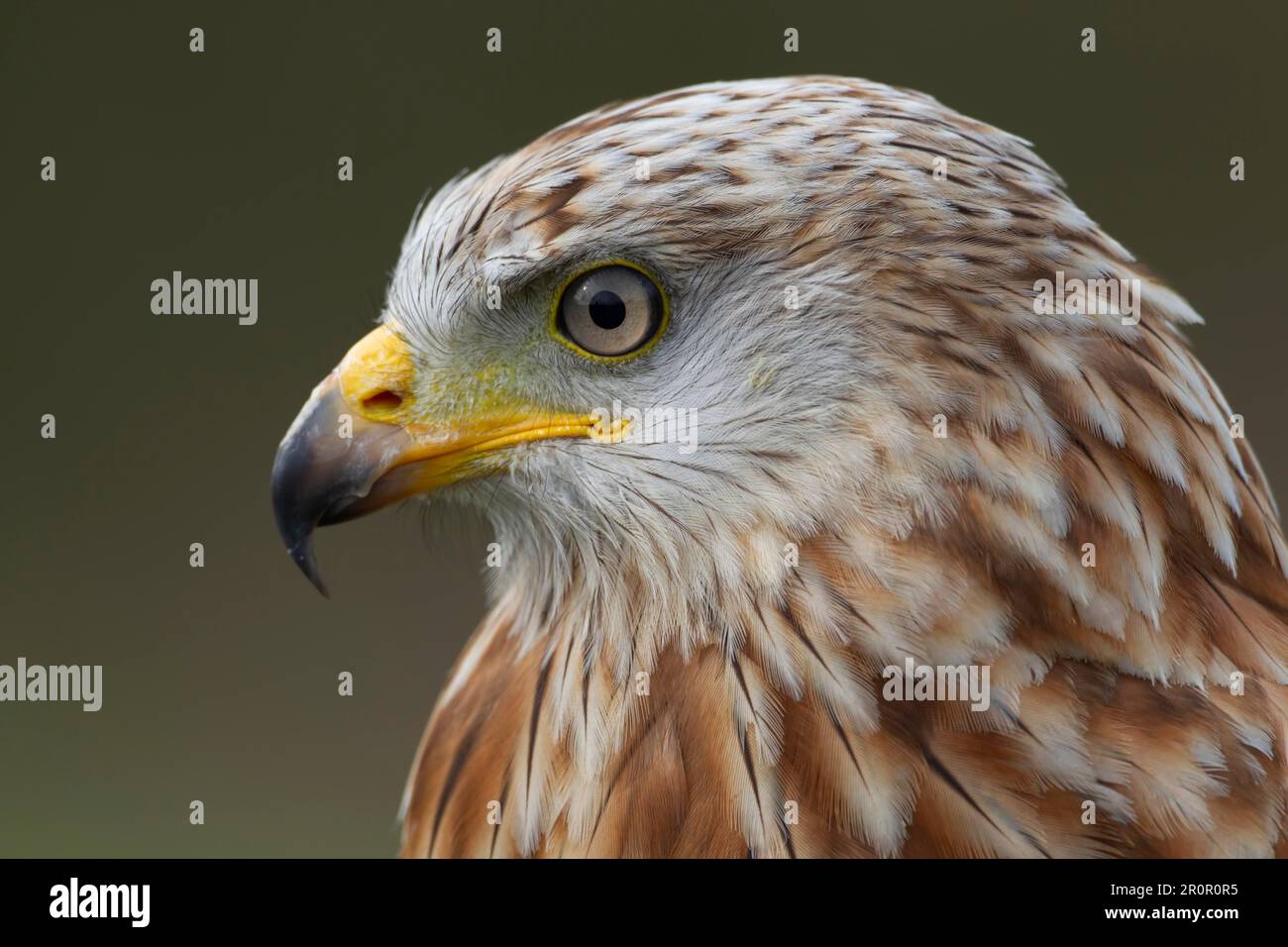 Red kite (Milvus milvus) adult bird head portrait, England, United ...