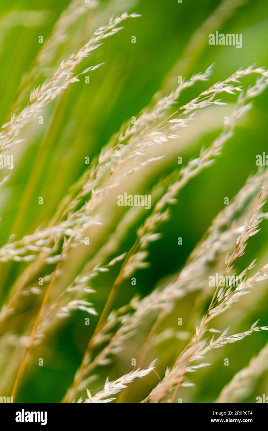 Grasses in the wind Stock Photo - Alamy