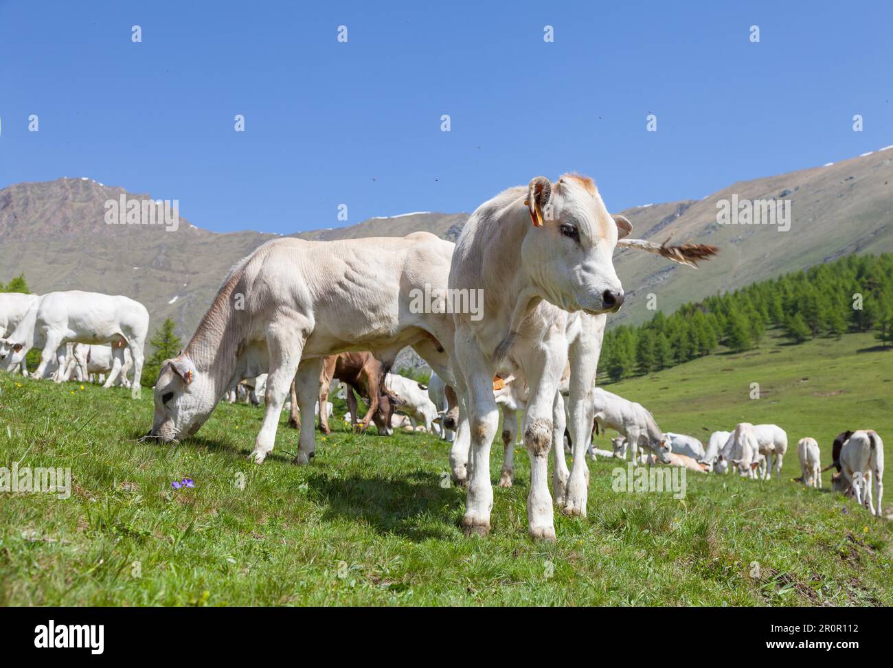 Summer season on Italian Alps. Free calf between adult cows Stock Photo ...