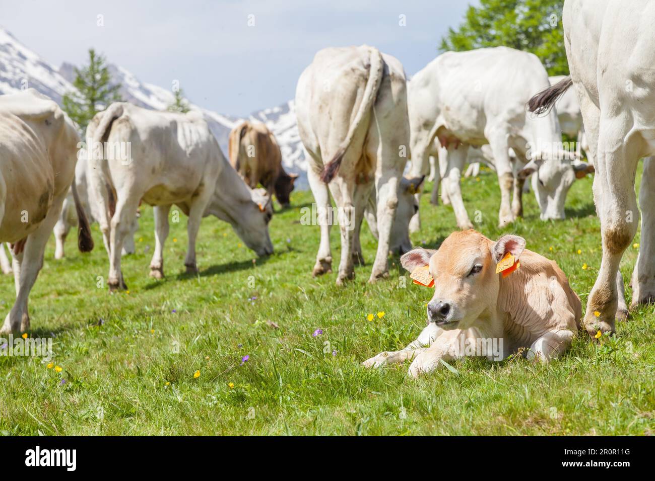 Summer season on Italian Alps. Free calf between adult cows Stock Photo ...