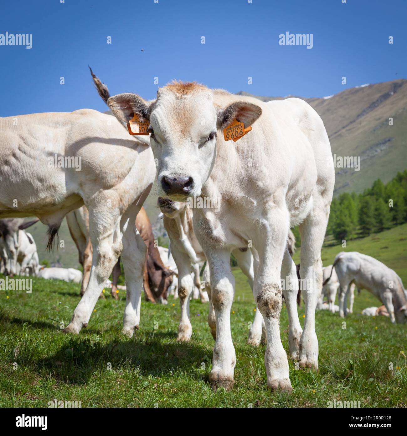 Summer season on Italian Alps. Free calf between adult cows Stock Photo ...
