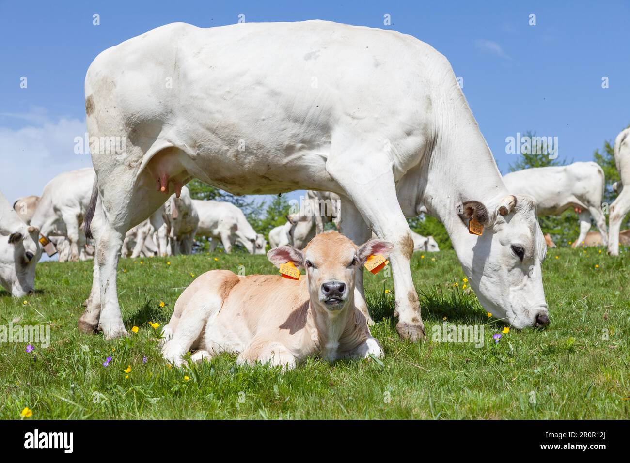 Summer season on Italian Alps. Free calf between adult cows Stock Photo ...