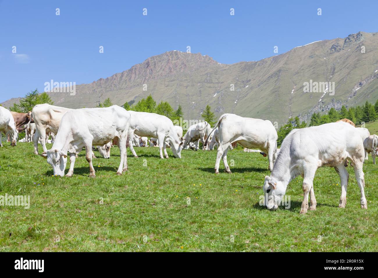 Summer season on Italian Alps. Free calf between adult cows Stock Photo ...
