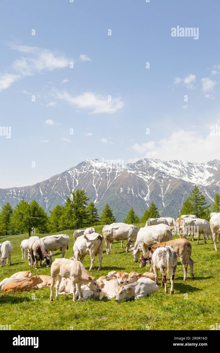 Summer season on Italian Alps. Free calf between adult cows Stock Photo ...
