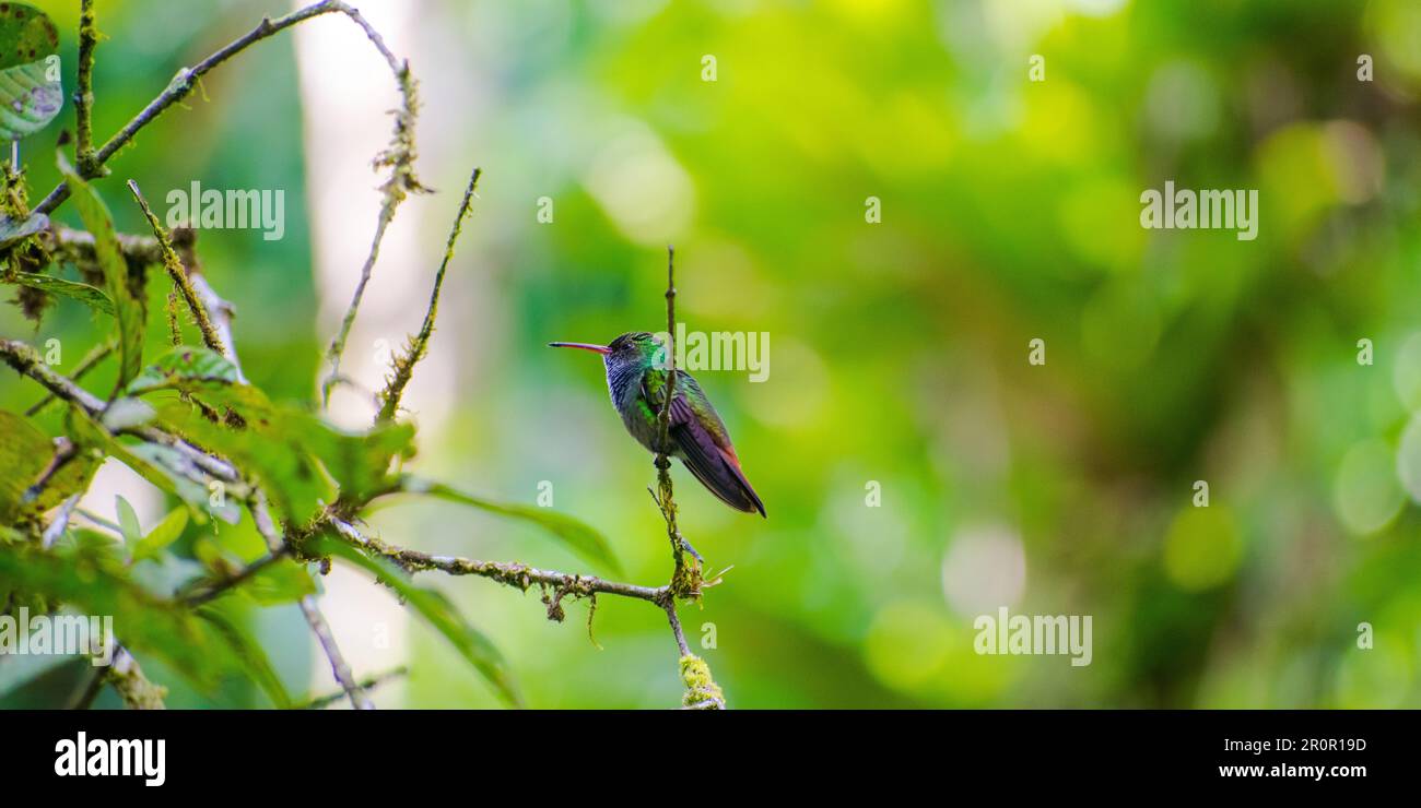 Hummingbirdsofcostarica hi-res stock photography and images - Alamy