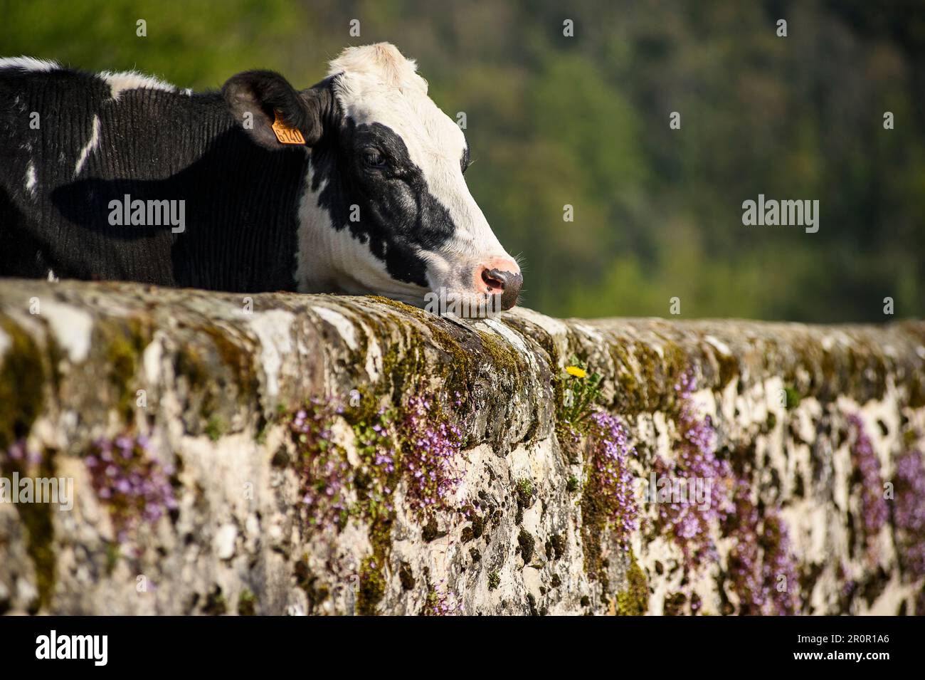élevage de race hi-res stock photography and images - Alamy